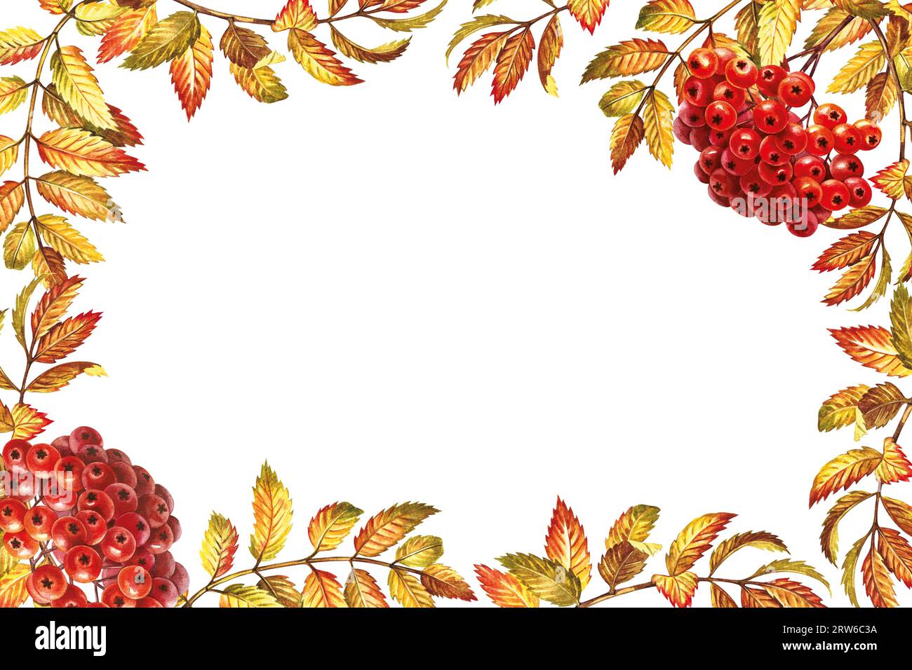 Autumn mountain ash, frame. The watercolor is hand-drawn. Artistic ...