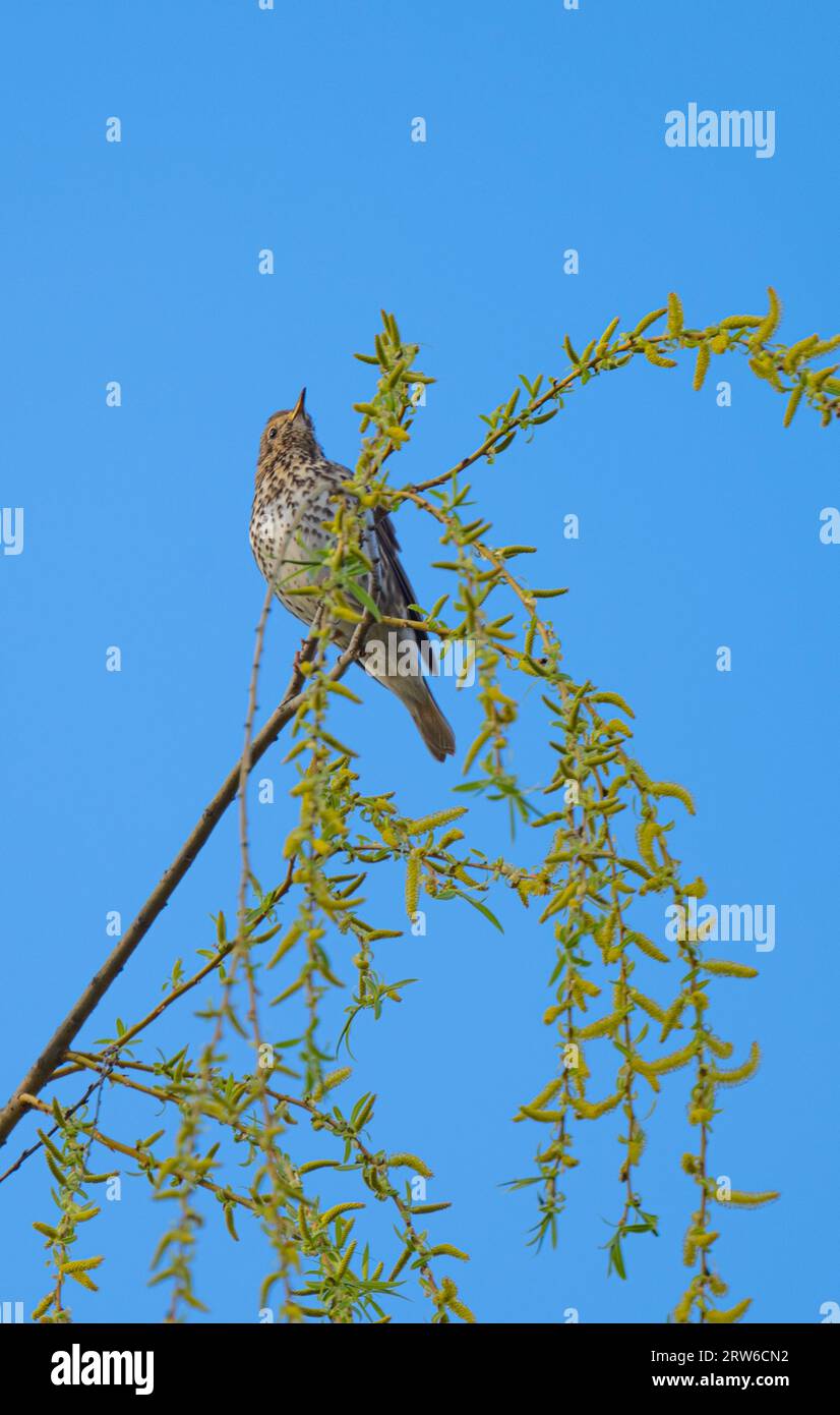song thrush on a tree branch in spring Stock Photo - Alamy