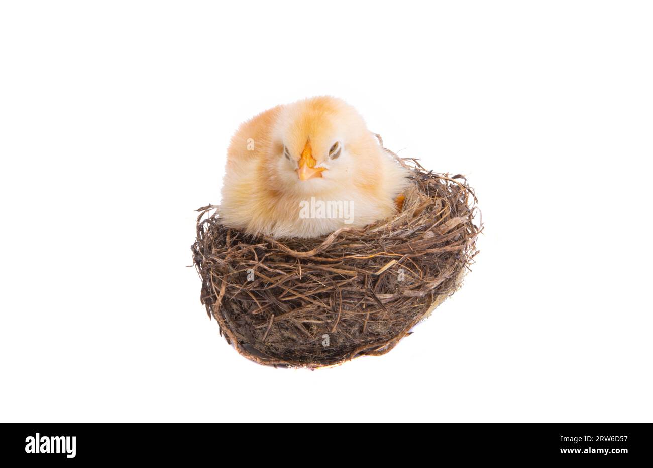 chicken isolated on white background Stock Photo - Alamy