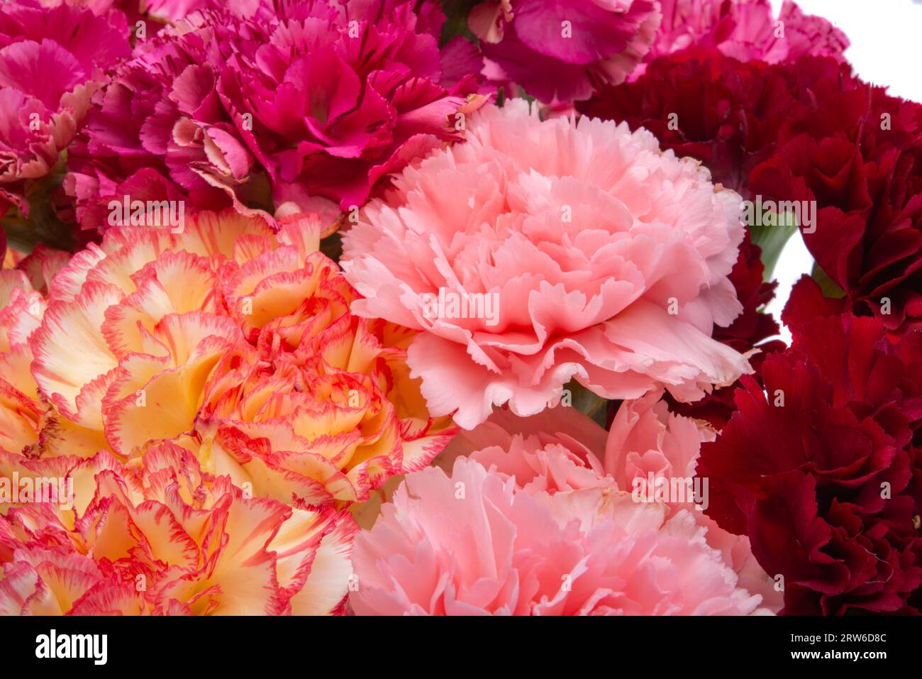 Birthday card carnations hi-res stock photography and images - Alamy