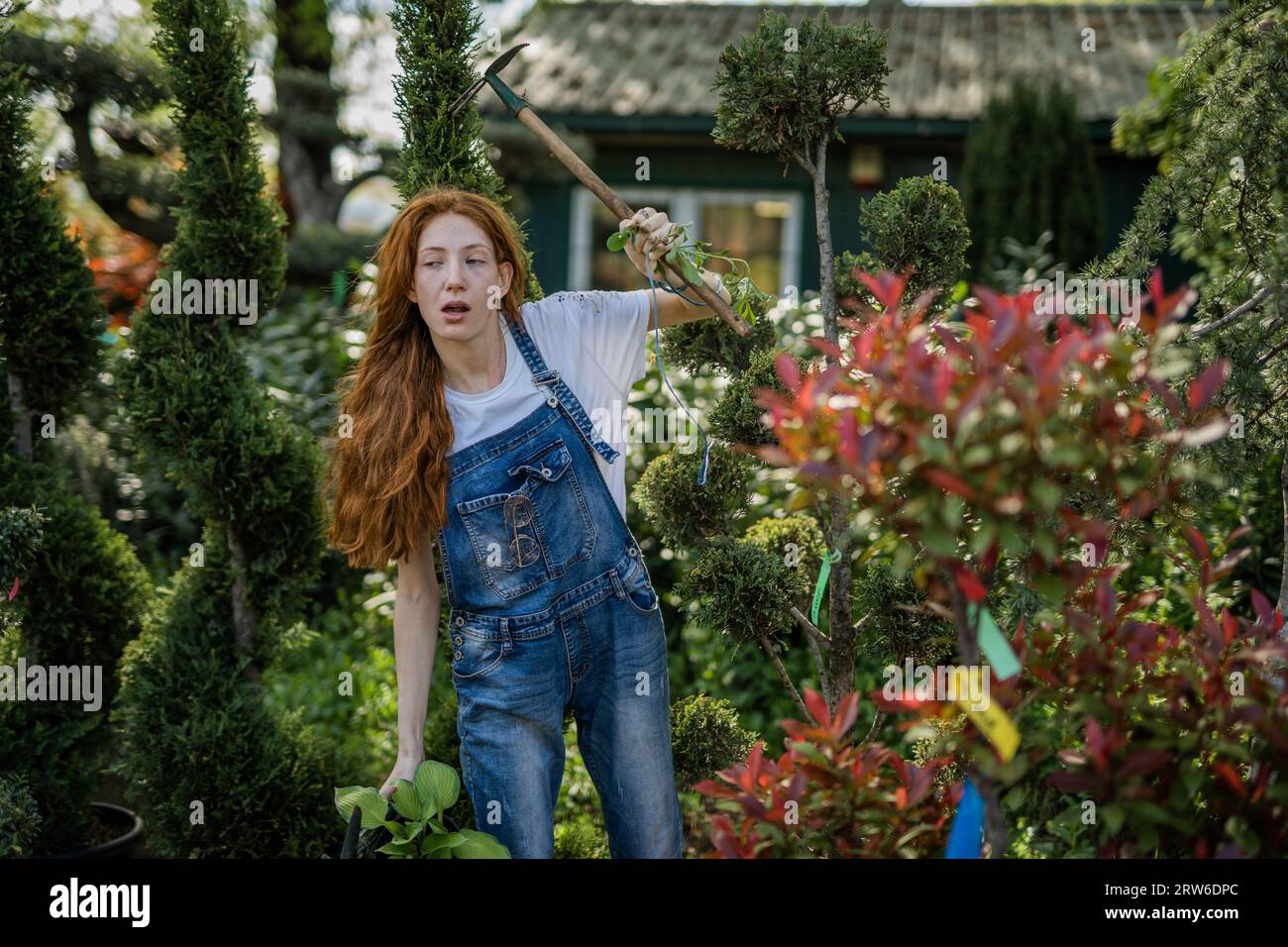 Beautiful ginger florist taking hi-res stock photography and images - Alamy