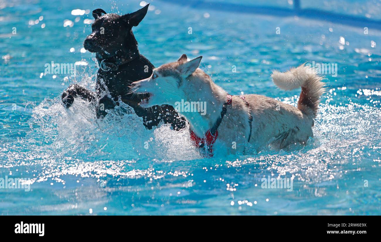 Magdeburg, Germany. 17th Sep, 2023. Two dogs play in the water at the ...
