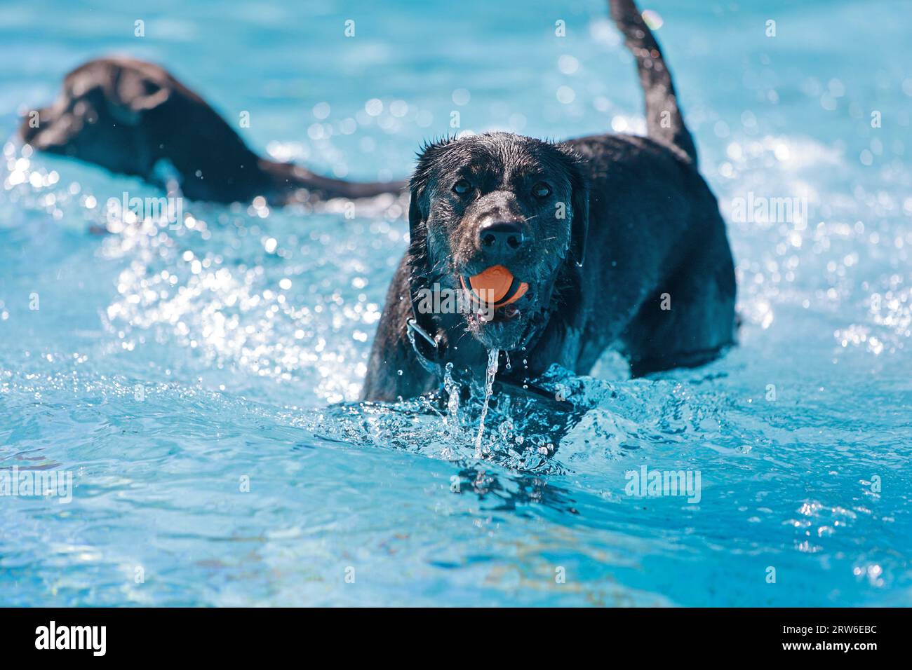 Magdeburg, Germany. 17th Sep, 2023. Two dogs play in the water at the ...