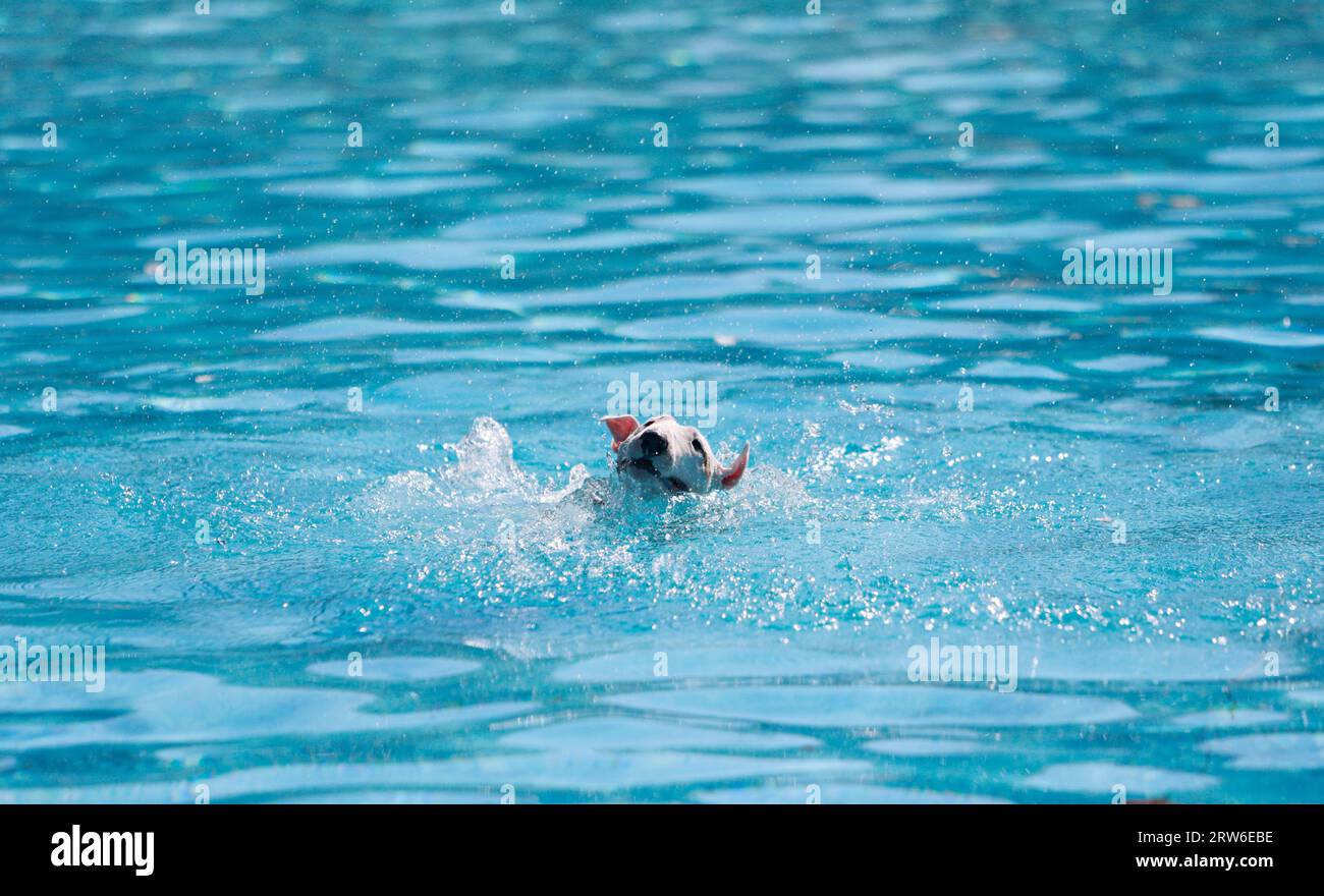 Magdeburg, Germany. 17th Sep, 2023. A dog swims in the water at the ...