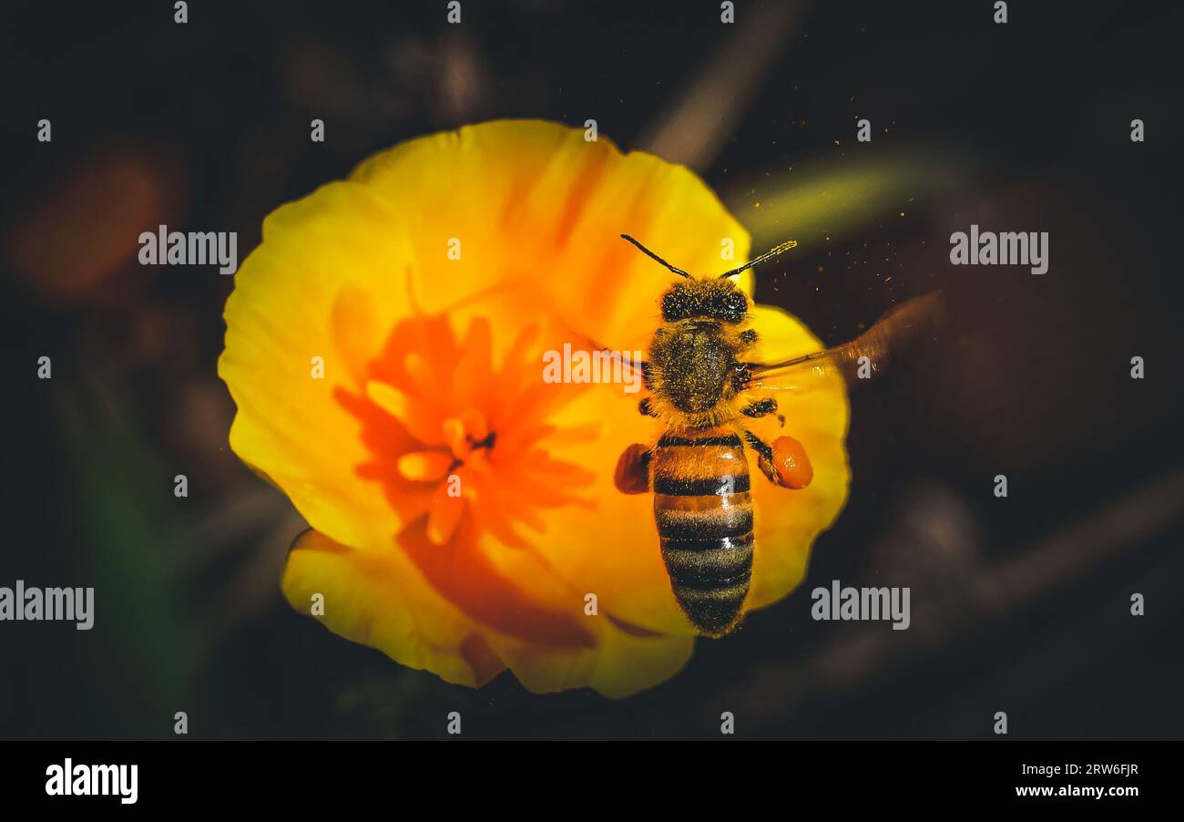 Pollinisation pollination hi-res stock photography and images - Alamy