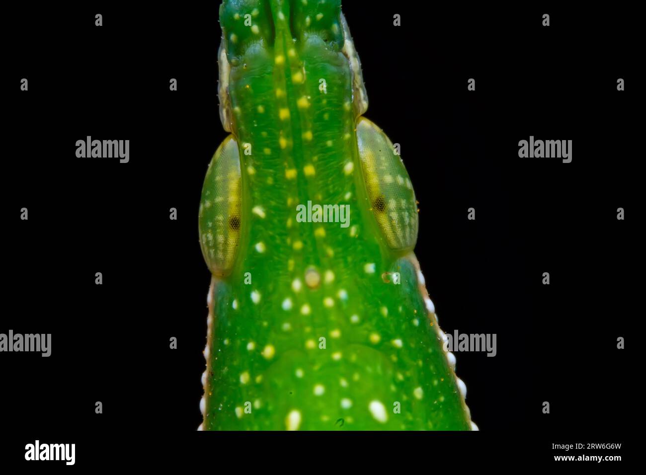 Atractomorpha sinensis in the wild, North China Stock Photo - Alamy