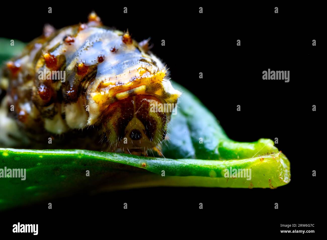 Lepidoptera larvae in the wild, North China Stock Photo - Alamy