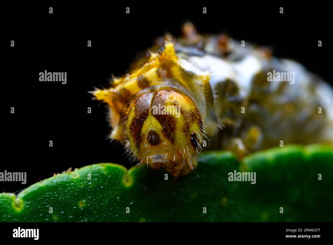 Lepidoptera larvae in the wild, North China Stock Photo - Alamy