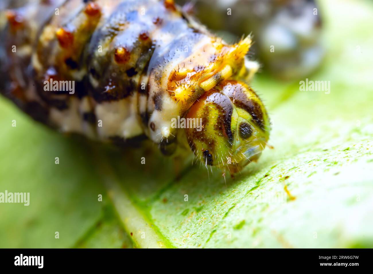 Lepidoptera larvae in the wild, North China Stock Photo - Alamy