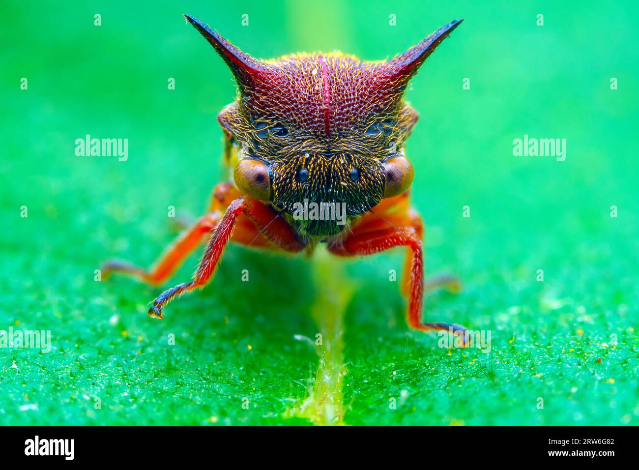 Leaf cicada on wild plants, North China Stock Photo - Alamy