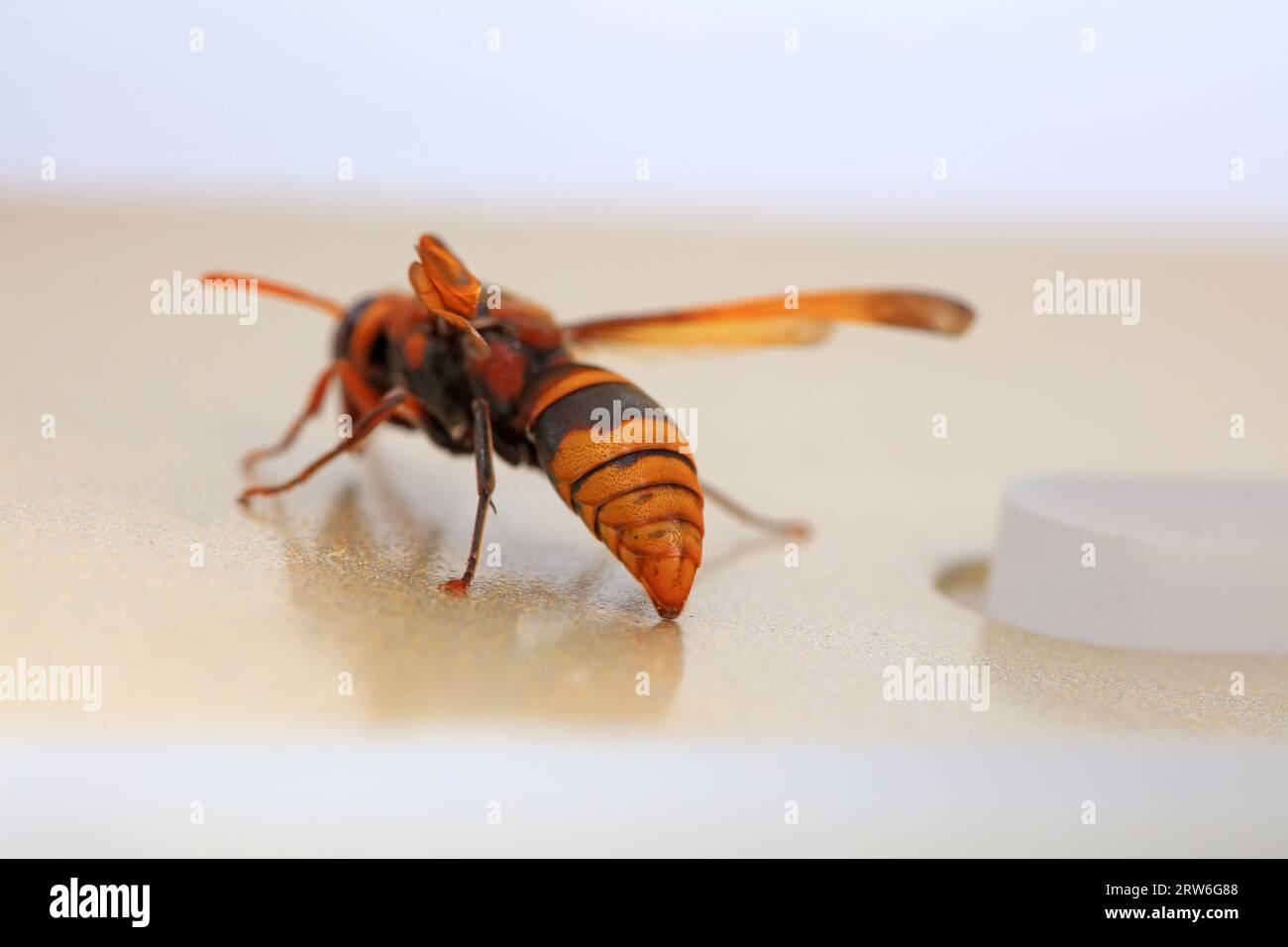 Beneficial friendly insects hi-res stock photography and images - Alamy