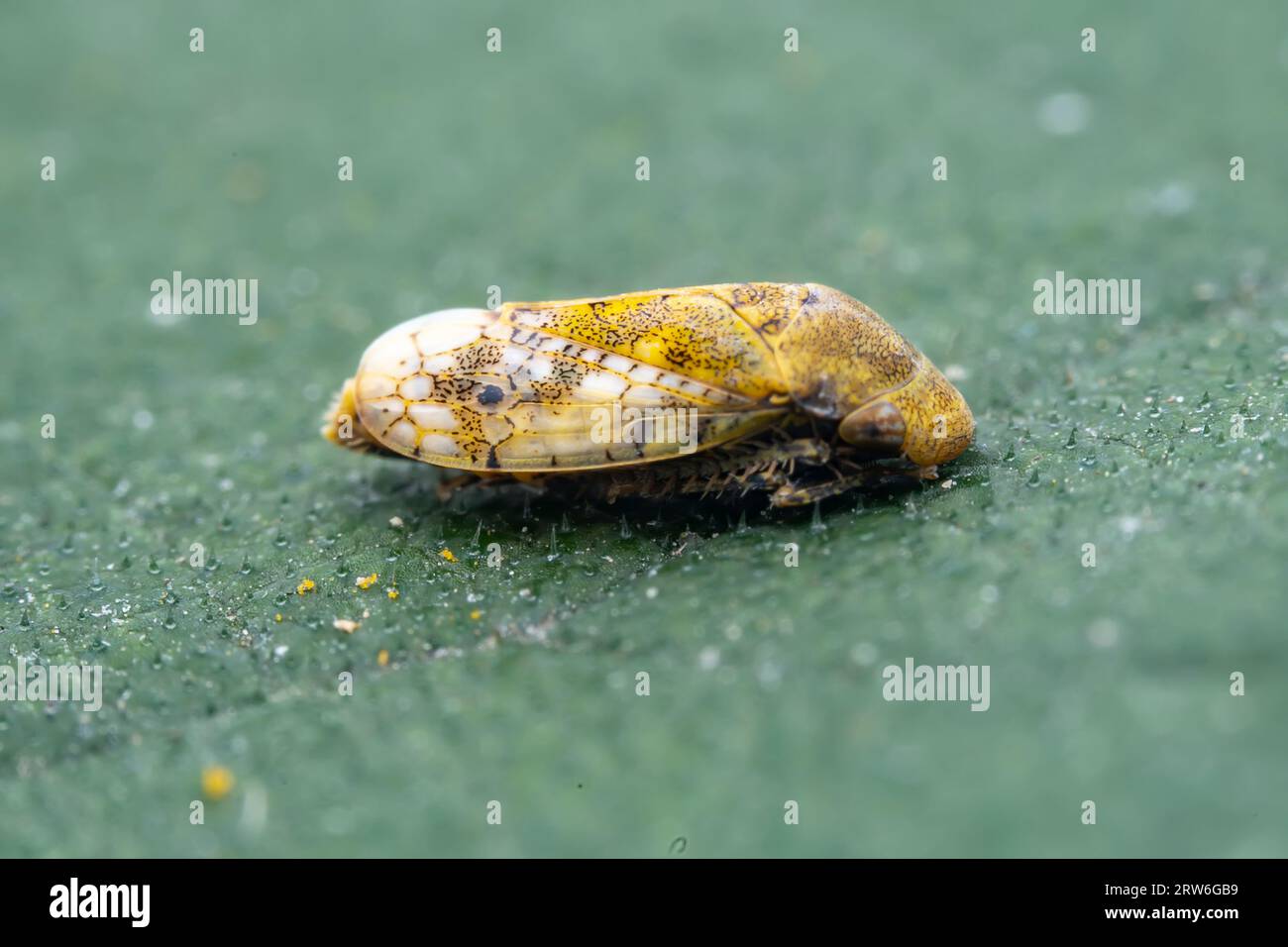 Leaf cicada on wild plants, North China Stock Photo - Alamy