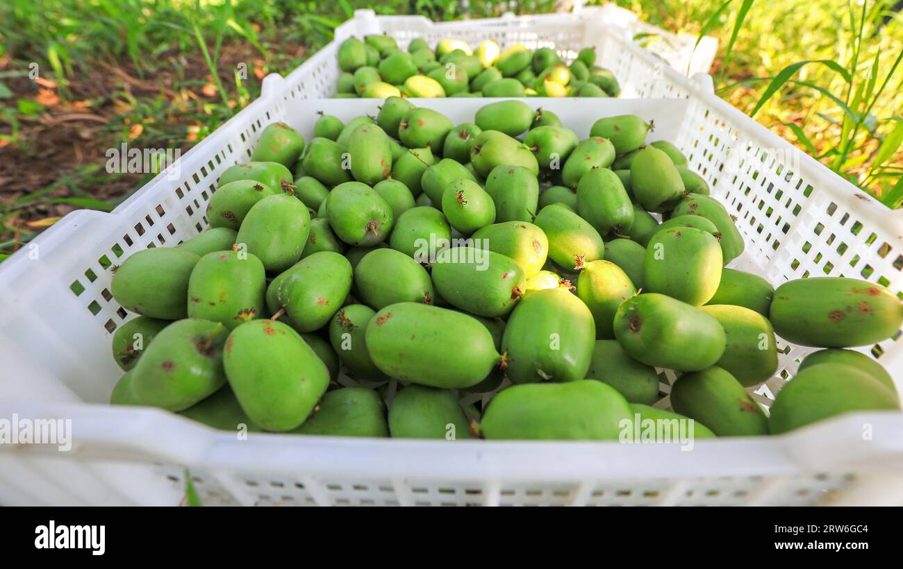 The just picked soft jujube kiwi fruit is in a plastic basket, North ...