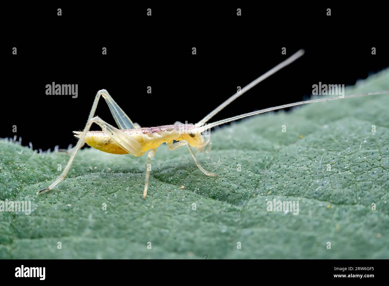 Tree cricket on wild plants, North China Stock Photo - Alamy