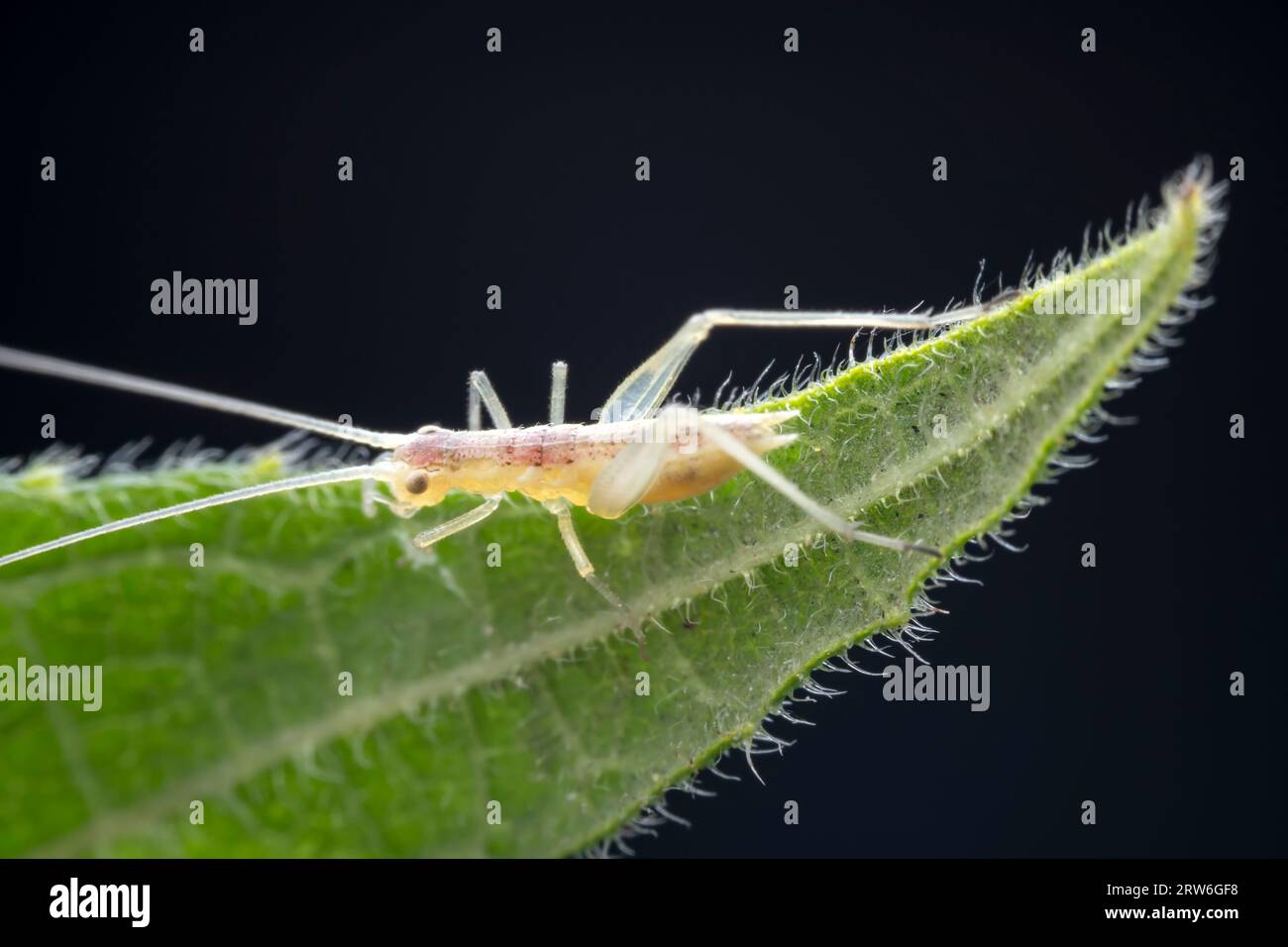 Tree cricket on wild plants, North China Stock Photo - Alamy
