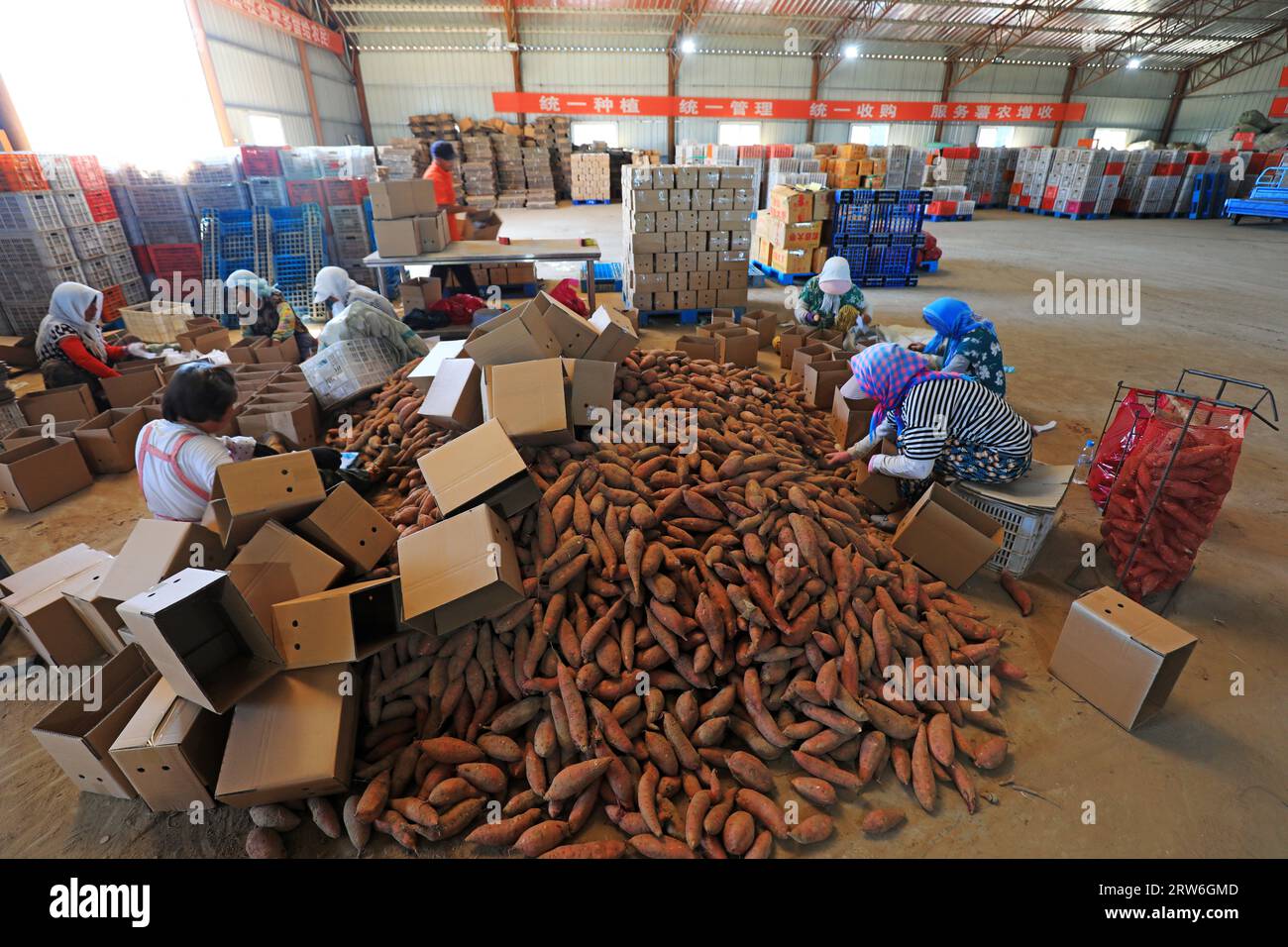 LUANNAN COUNTY, China - August 26, 2021：Workers are sorting sweet ...