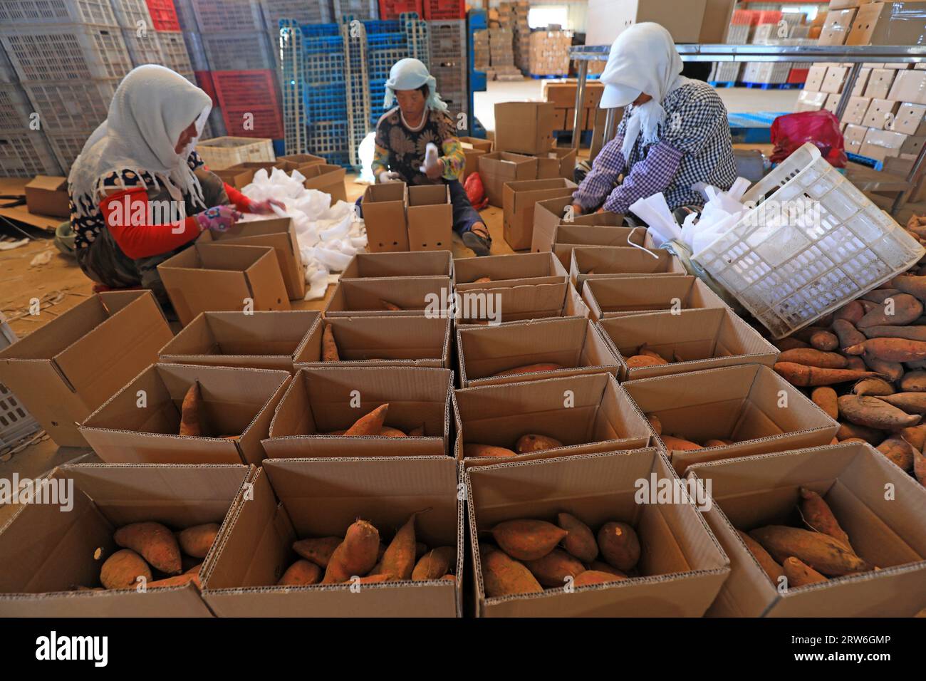Filling boxes workers hi-res stock photography and images - Alamy