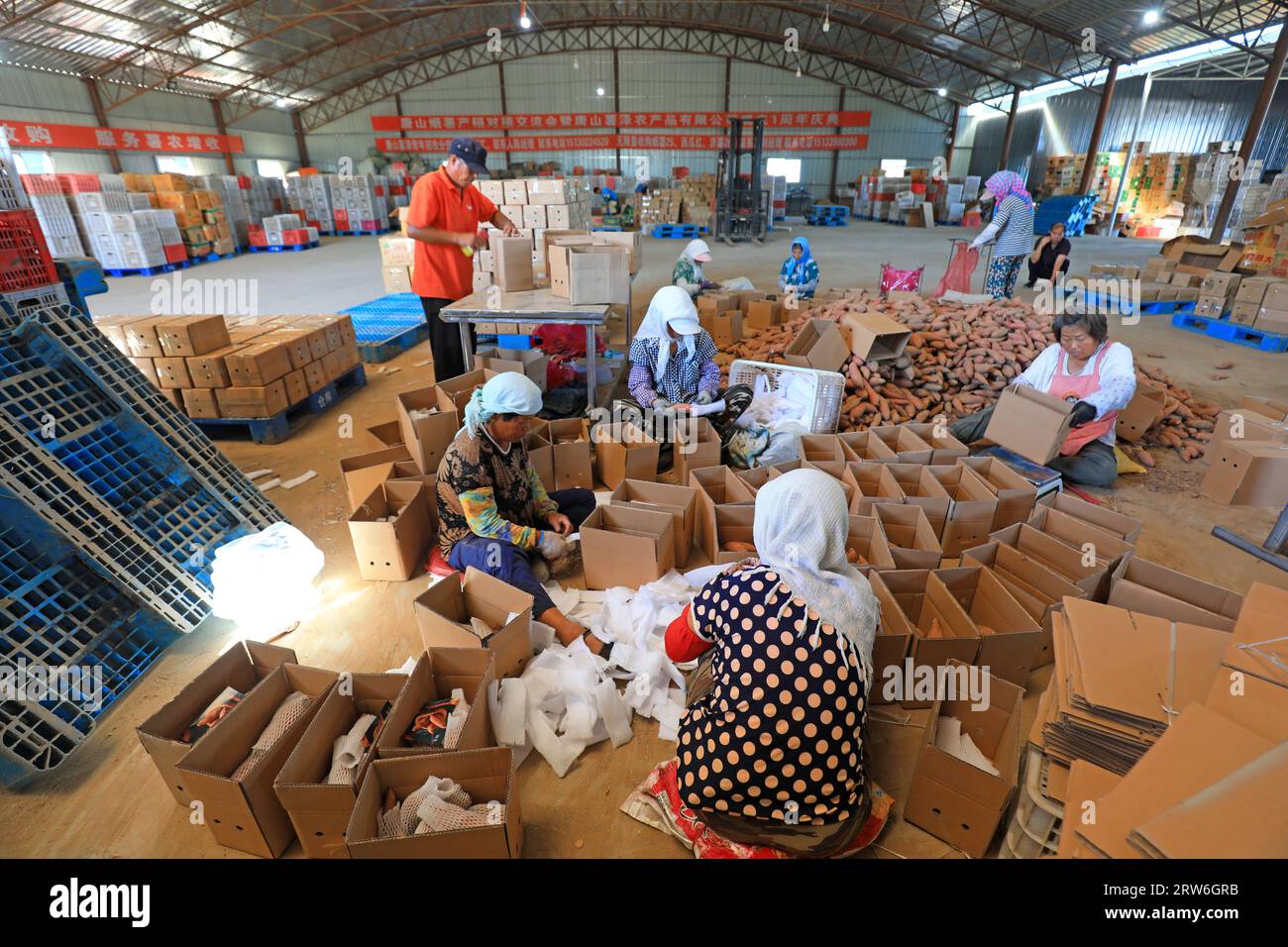 LUANNAN COUNTY, China - August 26, 2021：Workers are sorting sweet ...