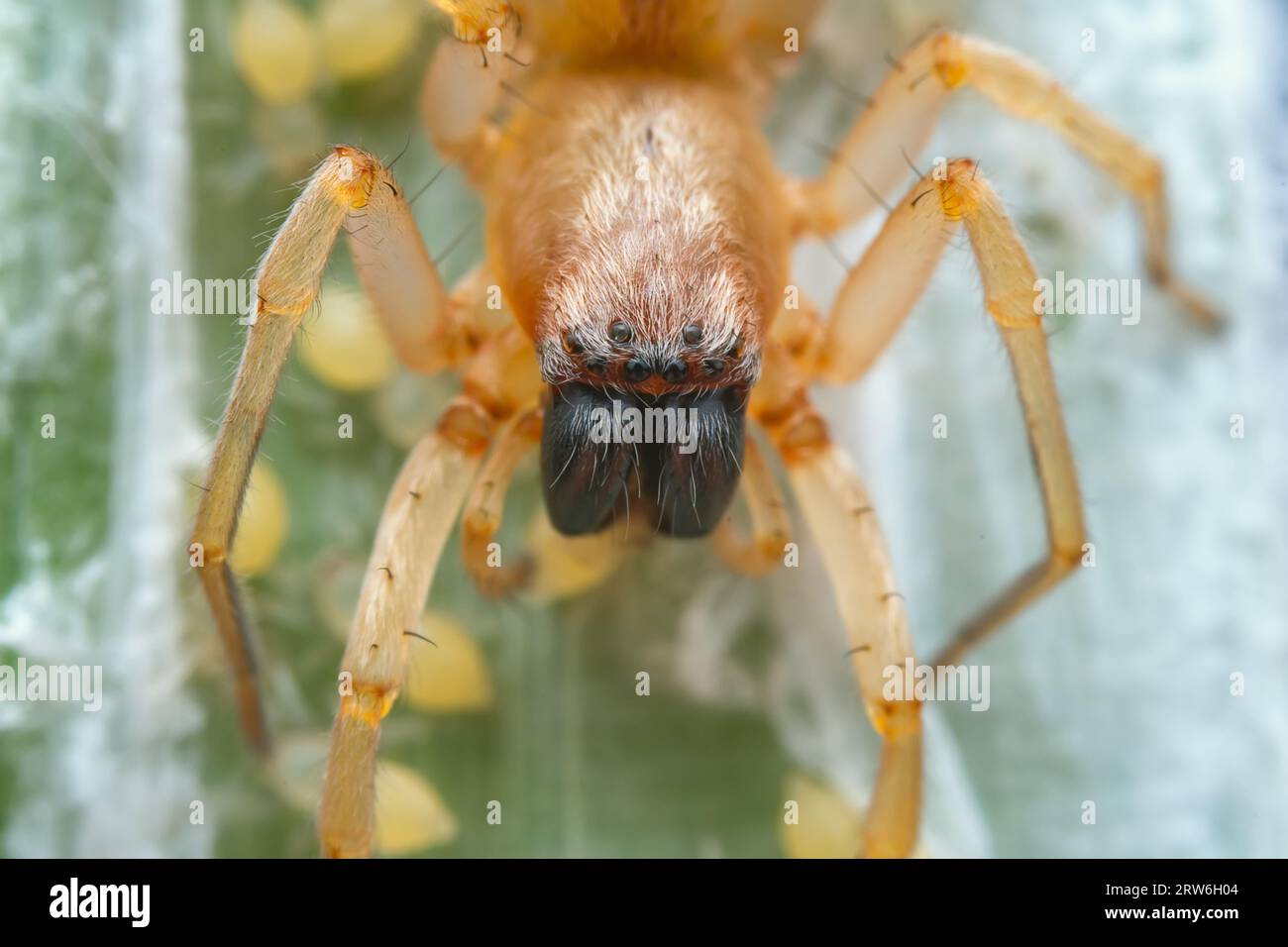 Spiders in the wild, North China Stock Photo - Alamy