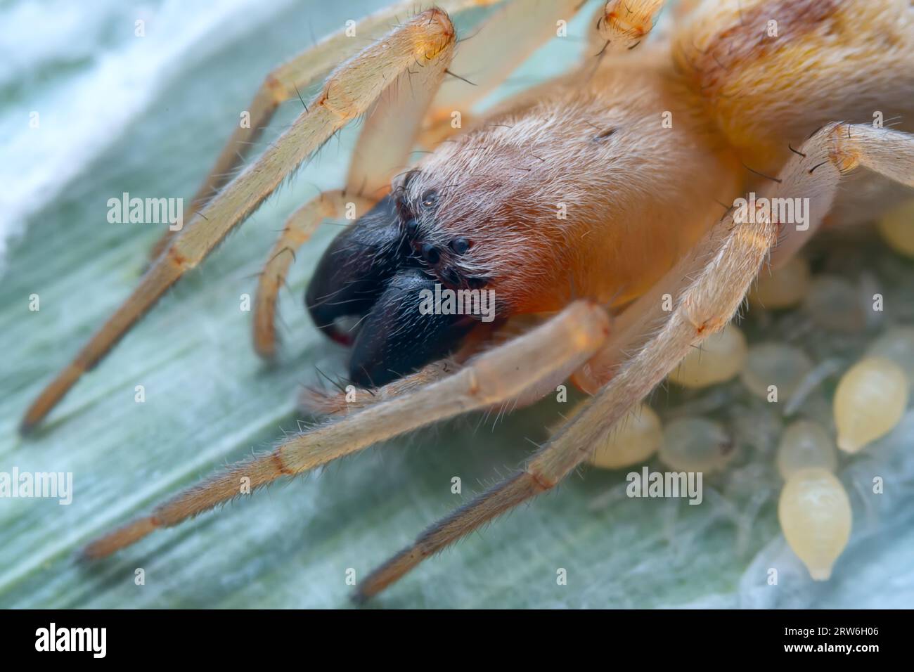 Spiders in the wild, North China Stock Photo - Alamy