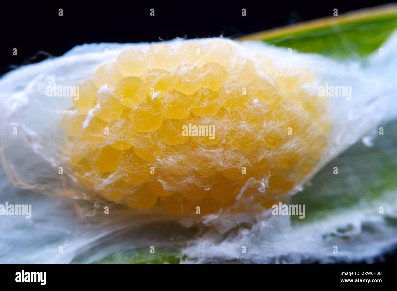 Spiders in the wild, North China Stock Photo - Alamy