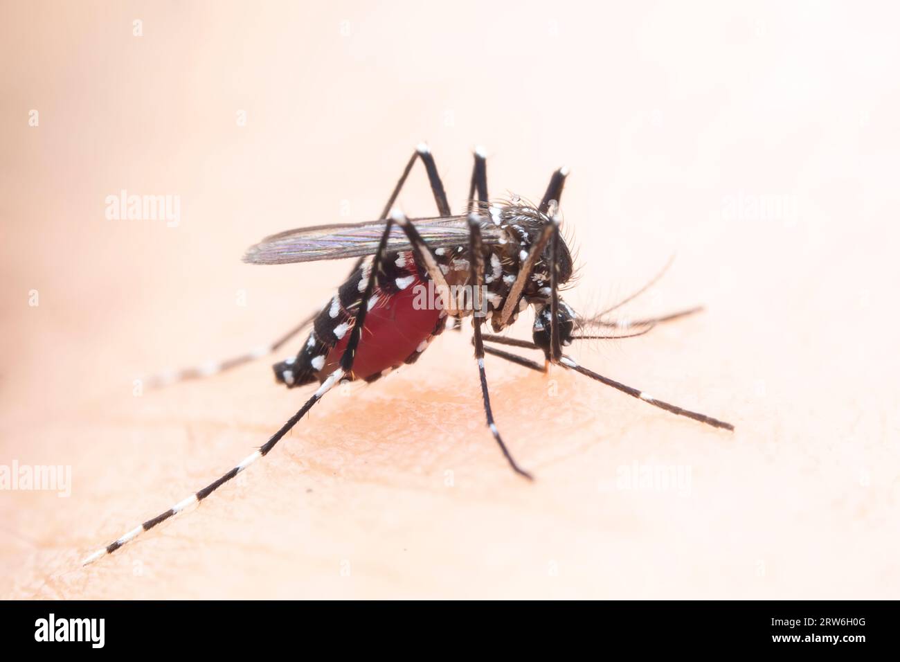 mosquito insect in the wild, North China Stock Photo - Alamy