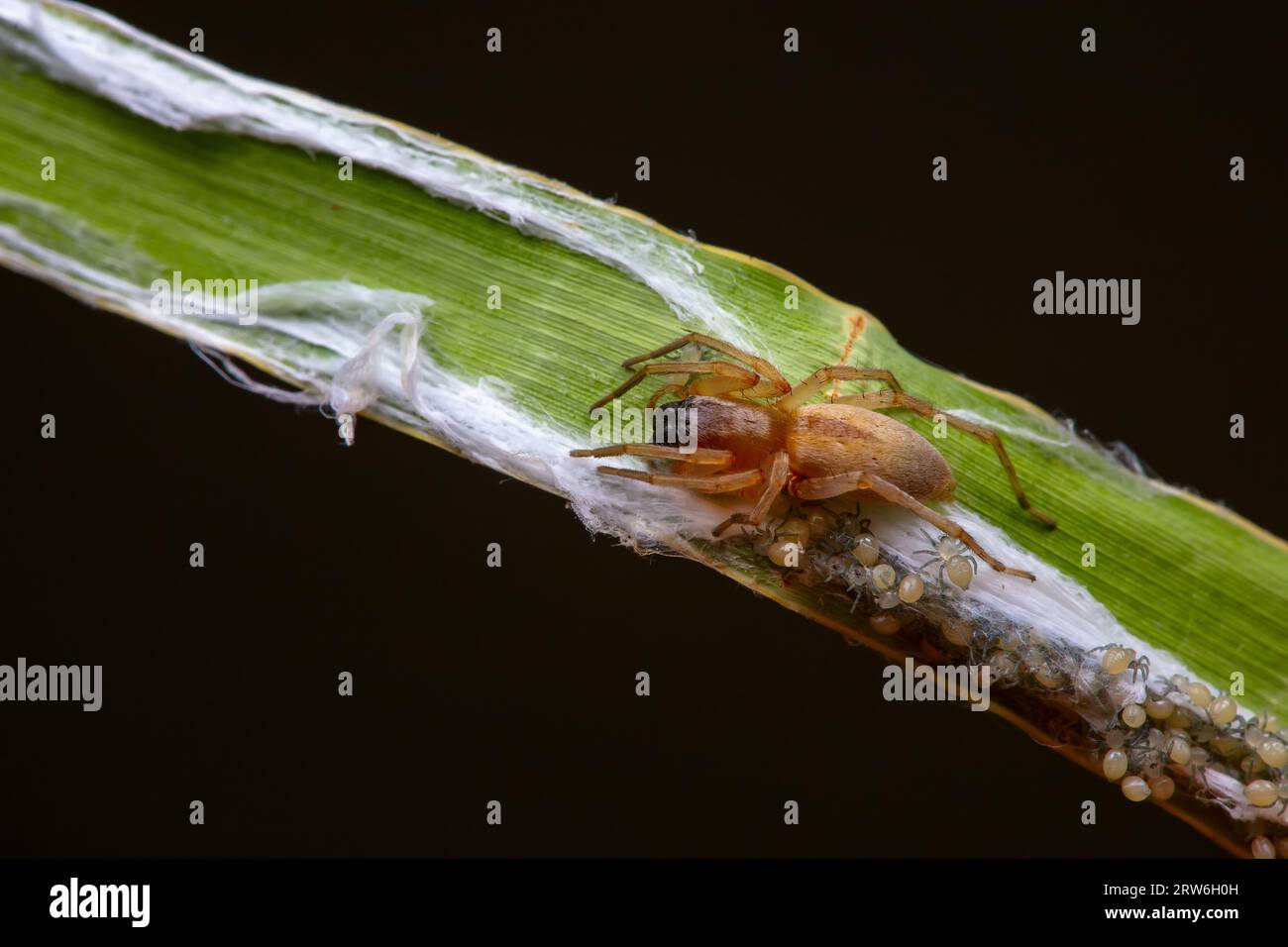 Spiders in the wild, North China Stock Photo - Alamy