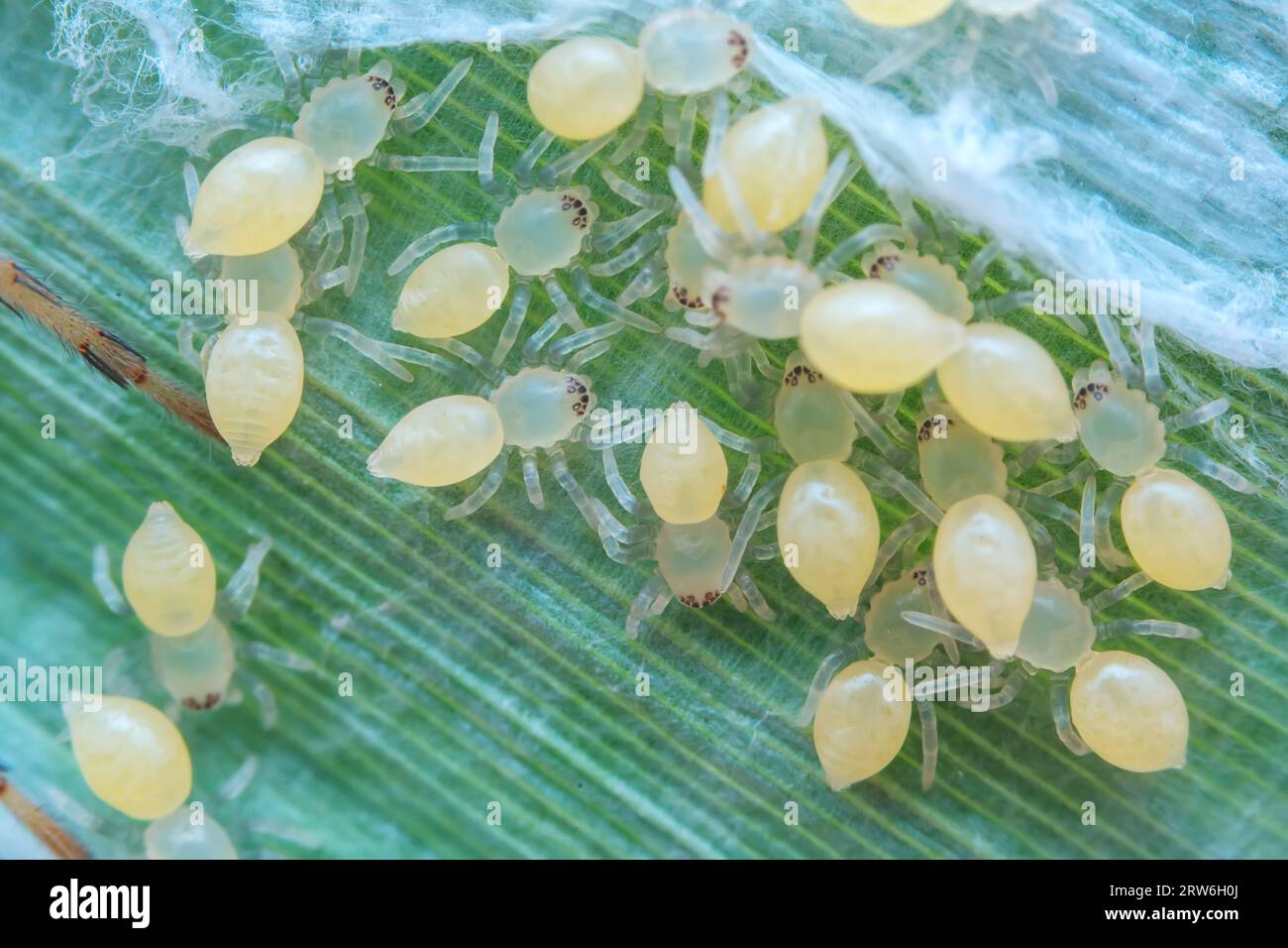 Spiders in the wild, North China Stock Photo - Alamy