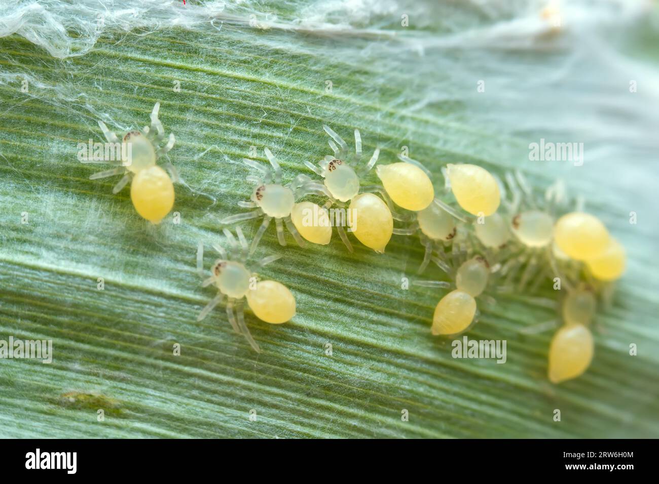 Spiders in the wild, North China Stock Photo - Alamy