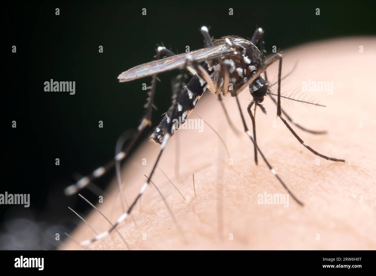 mosquito insect in the wild, North China Stock Photo - Alamy