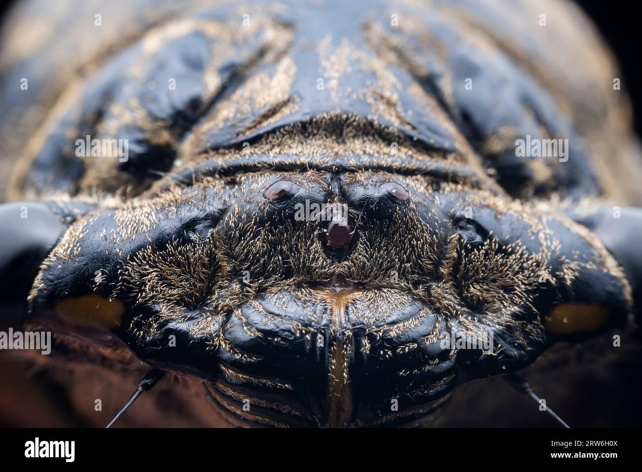 Leaf cicada on wild plants, North China Stock Photo - Alamy