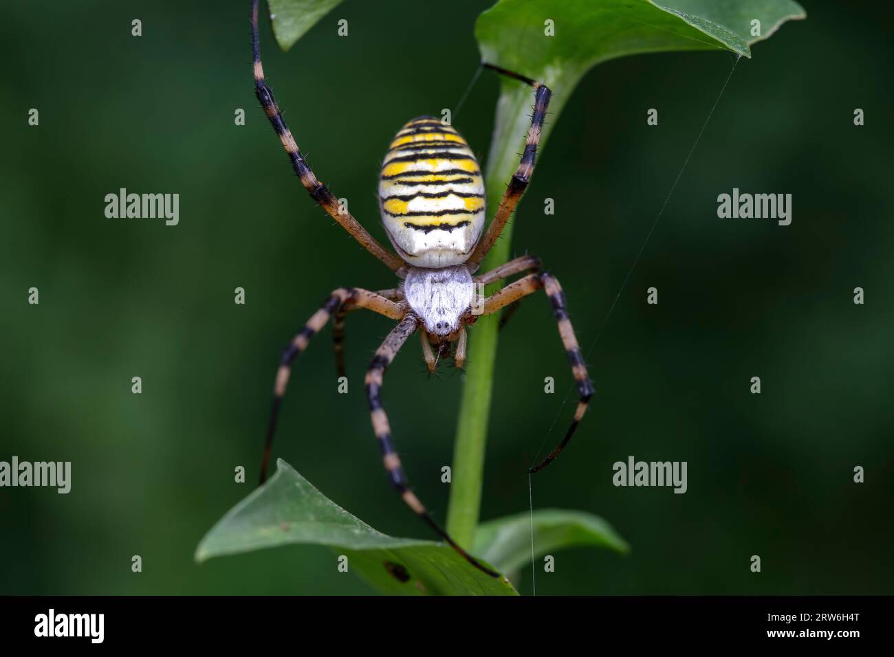 Spiders in the wild, North China Stock Photo - Alamy