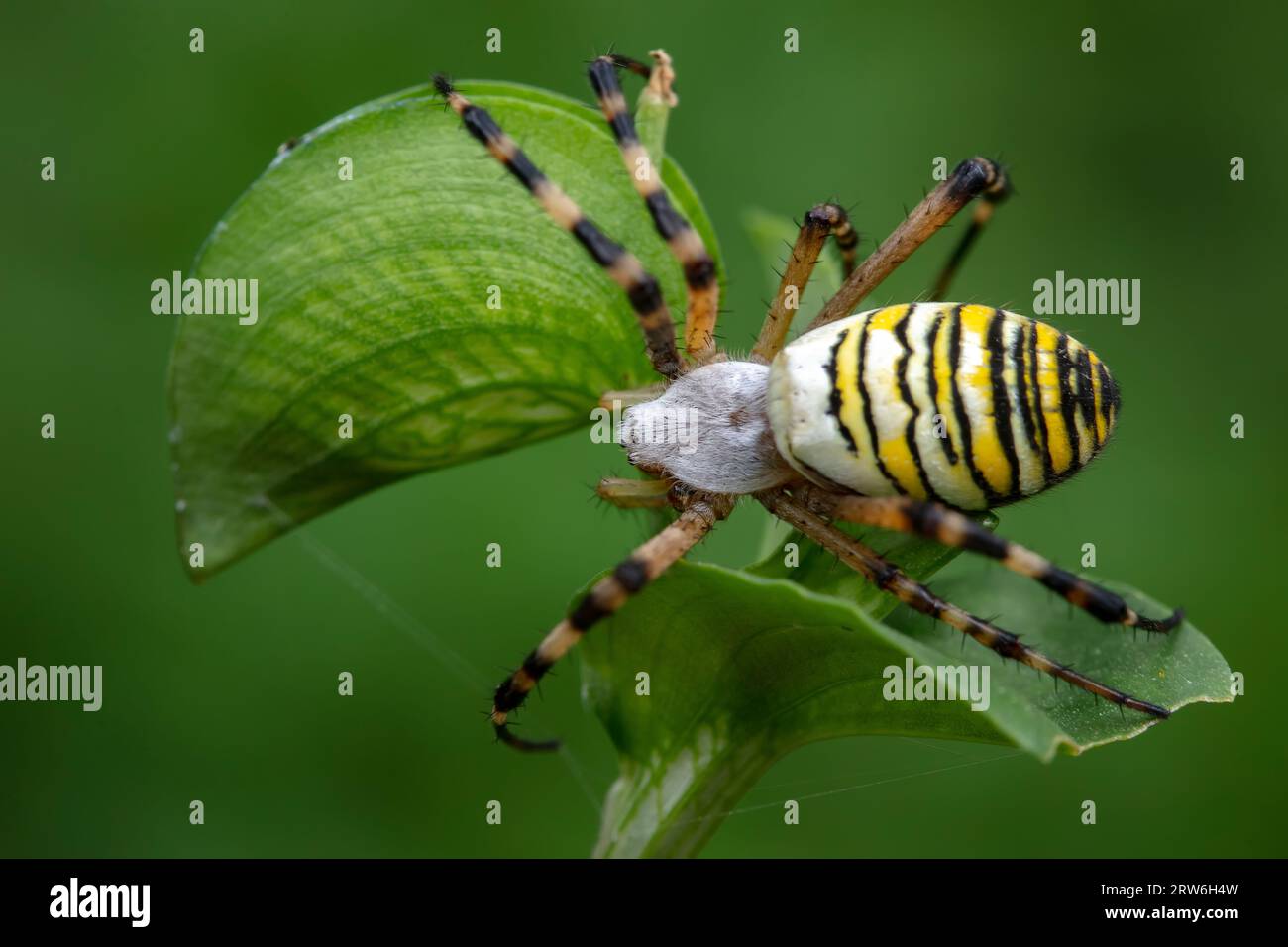 Spiders in the wild, North China Stock Photo - Alamy