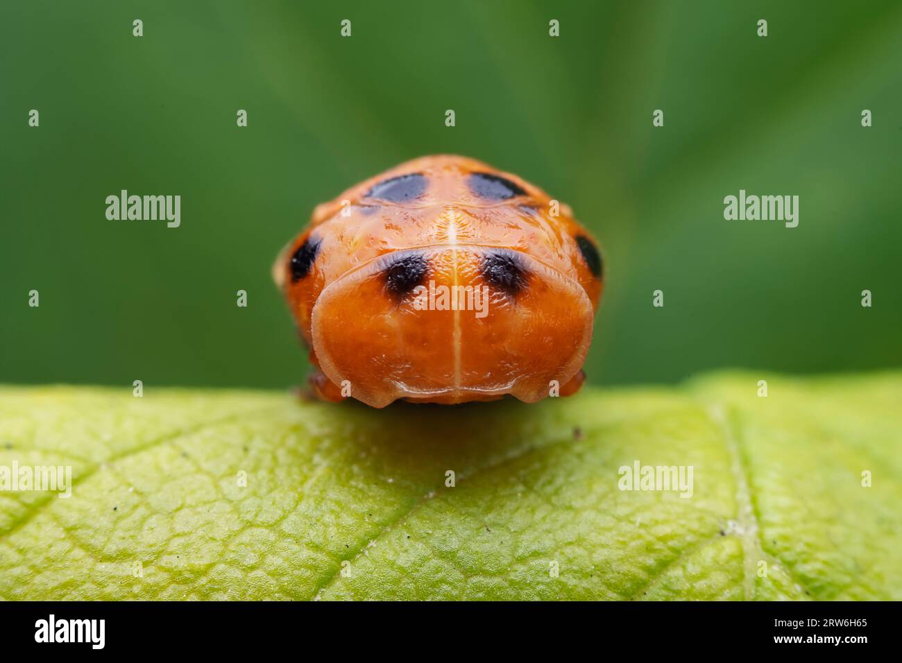 Ladybugs on wild plants, North China Stock Photo - Alamy