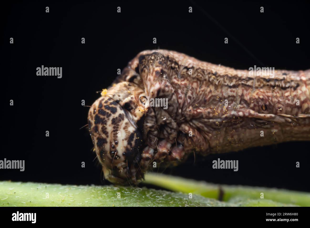 Lepidoptera larva inchworm in the wild, North China Stock Photo - Alamy