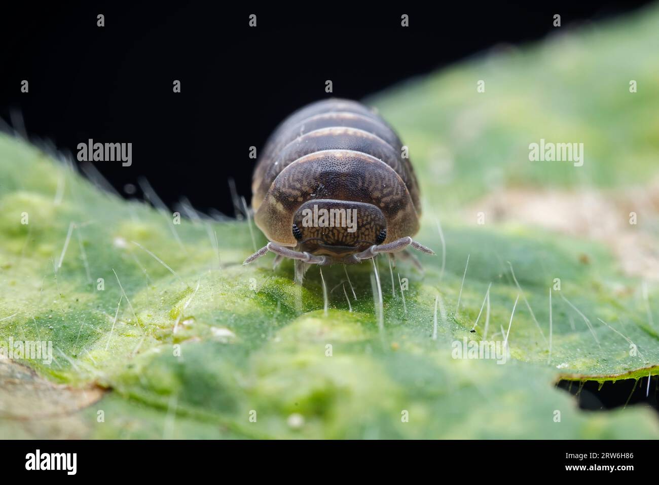 Rat woman in the wild, North China Stock Photo - Alamy