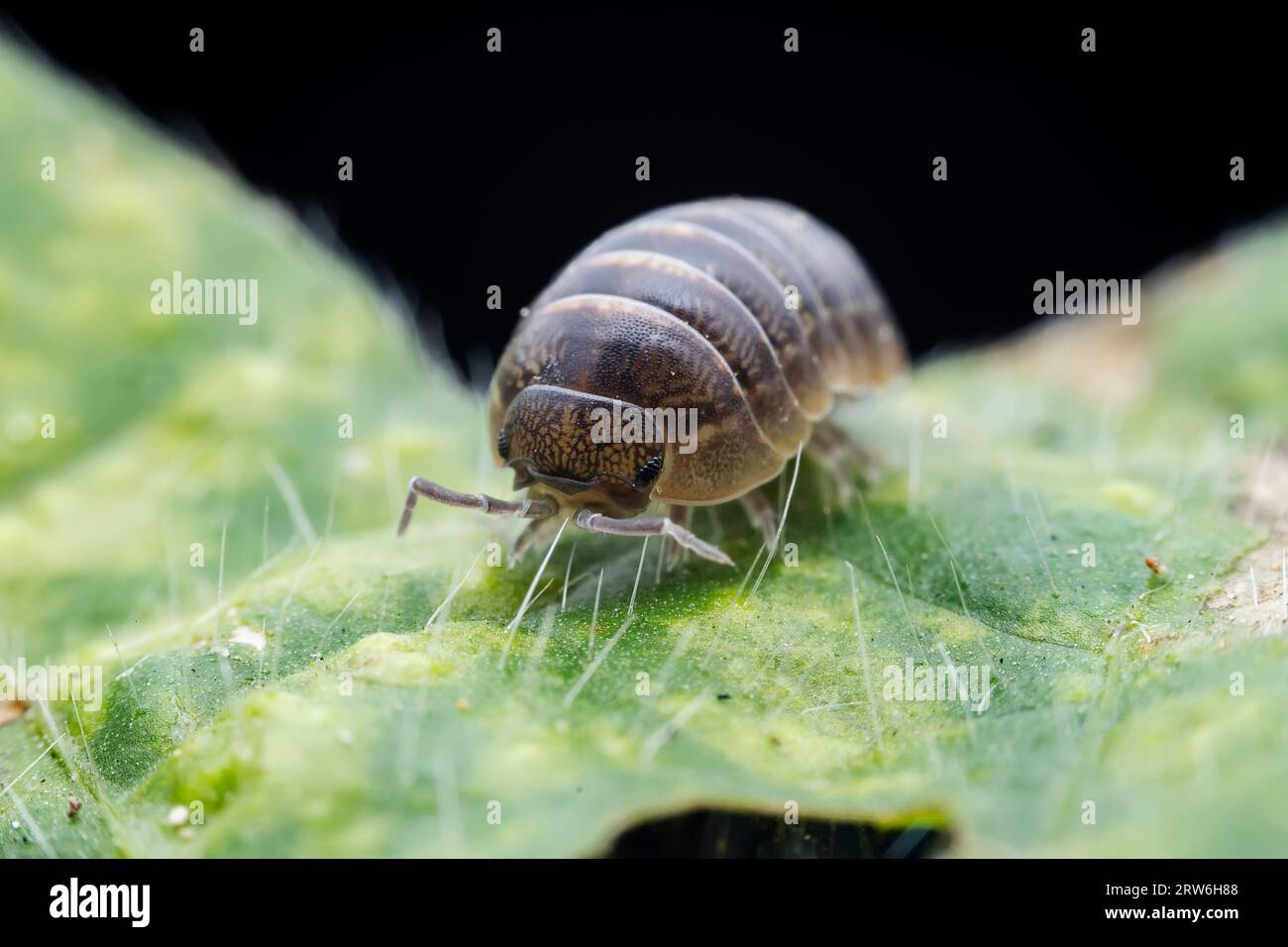 Pillworm hi-res stock photography and images - Alamy