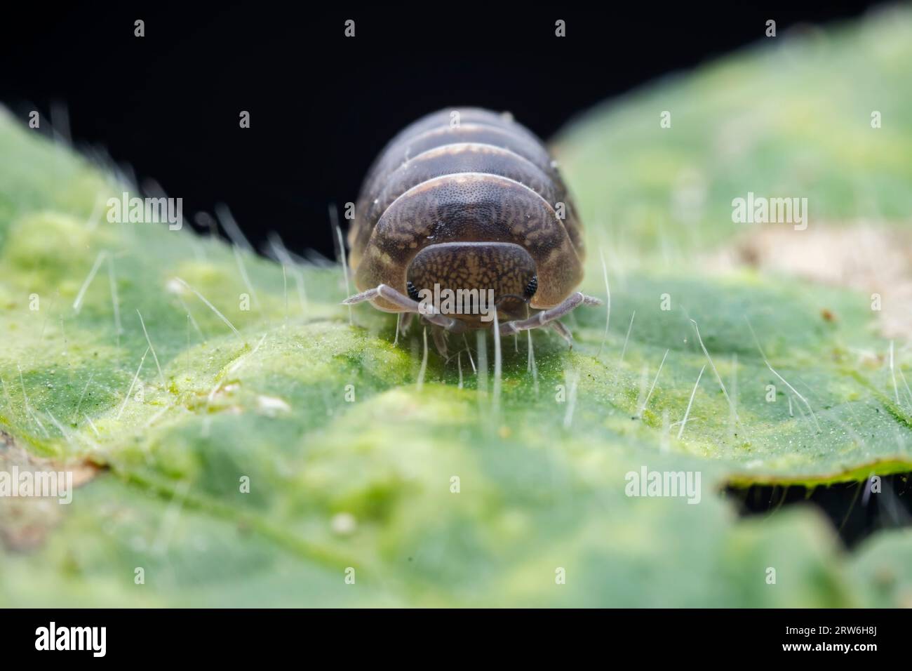 Pillworm hi-res stock photography and images - Alamy