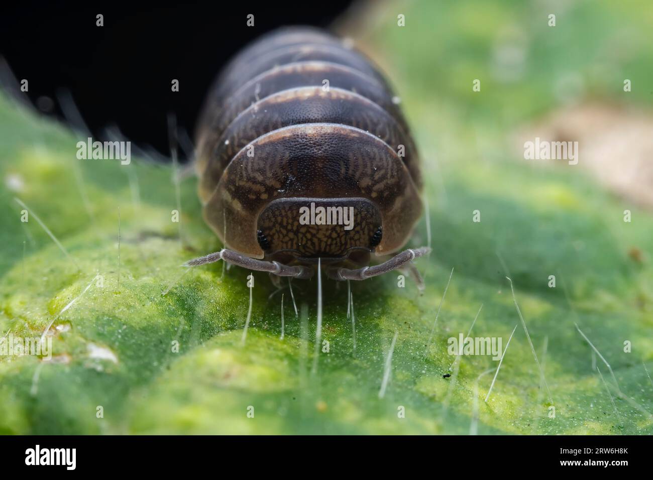 Rat woman in the wild, North China Stock Photo - Alamy