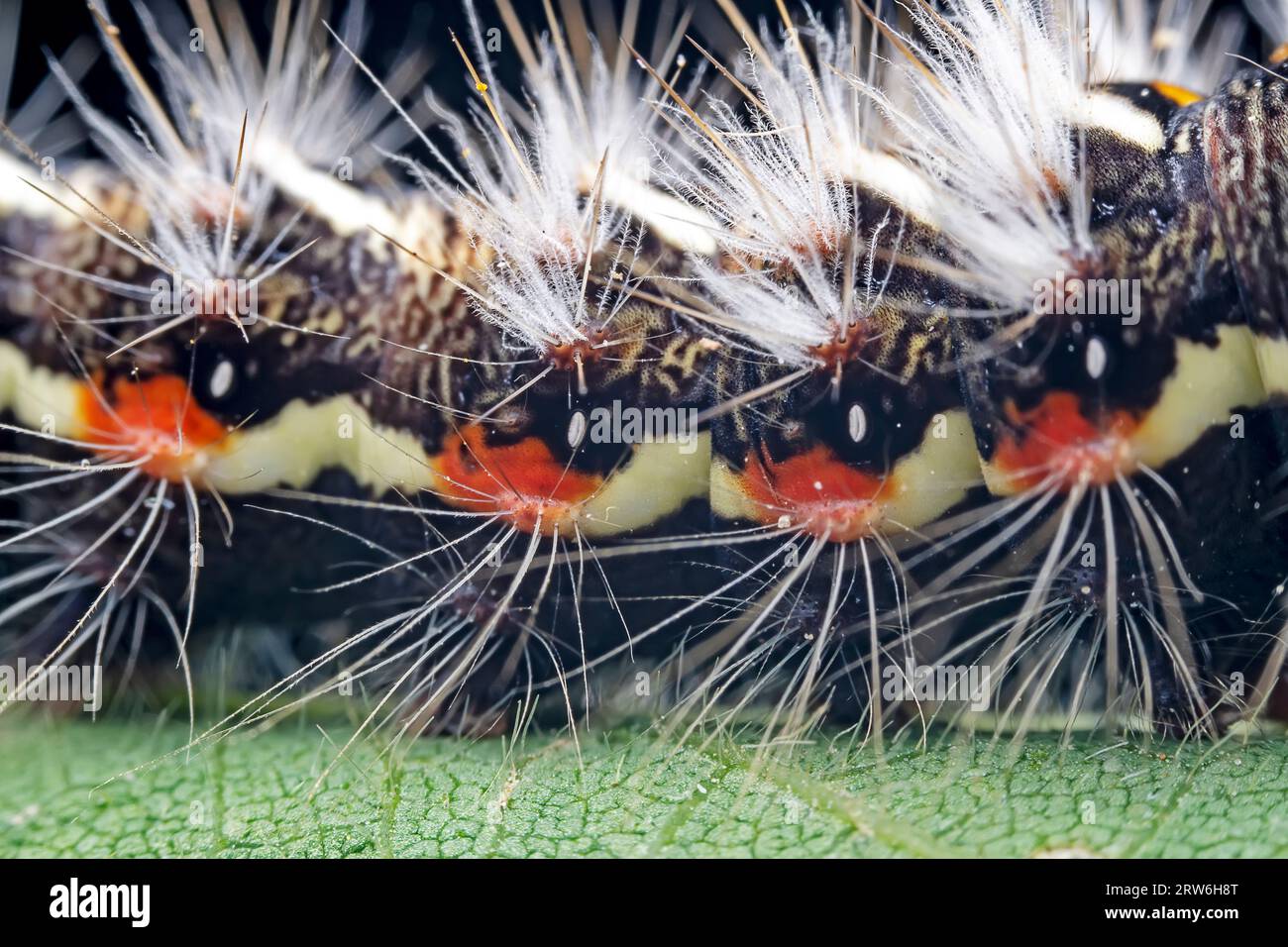 Lepidoptera larvae in the wild, North China Stock Photo - Alamy