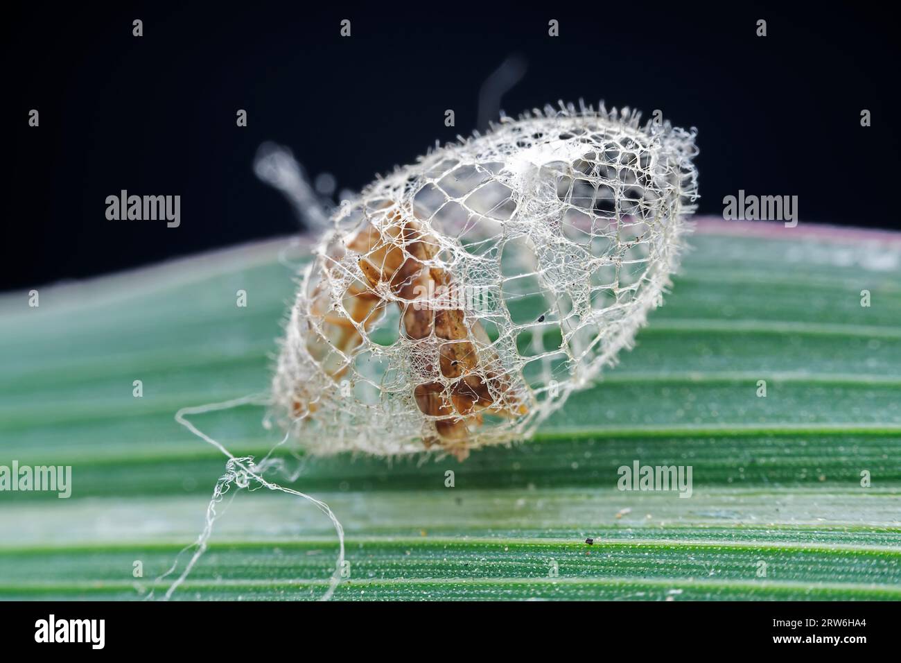 Cocoon structure hi-res stock photography and images - Alamy