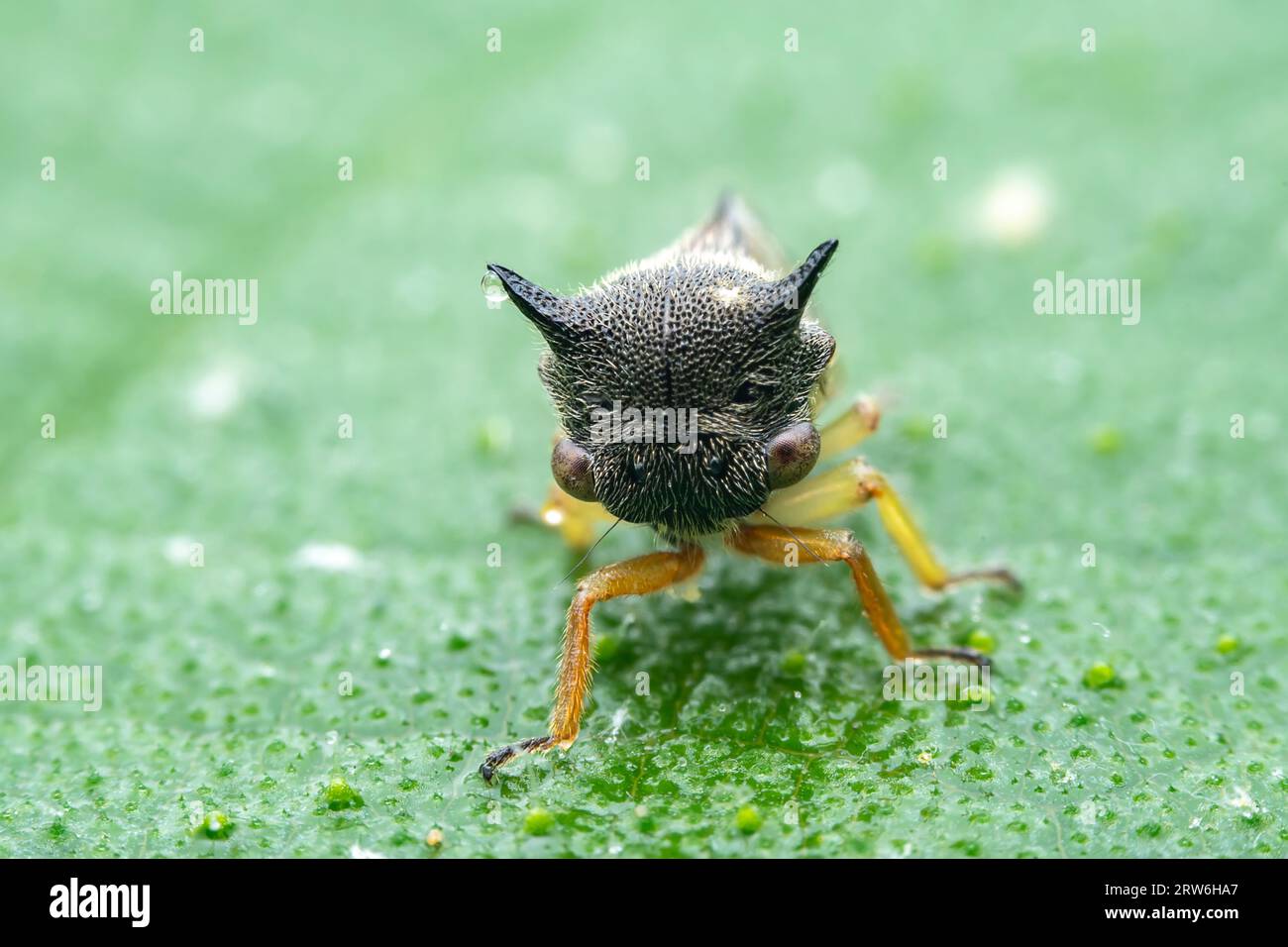 Leaf cicada on wild plants, North China Stock Photo - Alamy
