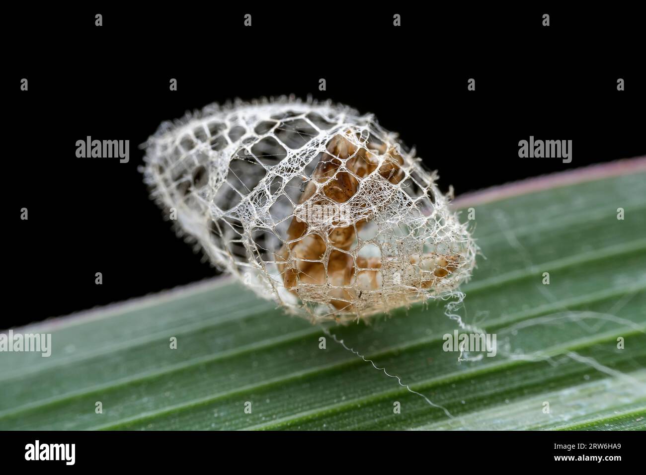 Insect cocoon shells on wild plants, North China Stock Photo - Alamy