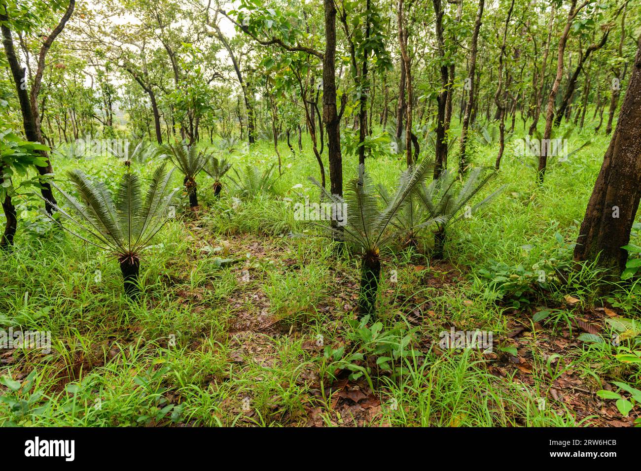 Cycas siamensis in thailand hi-res stock photography and images - Alamy