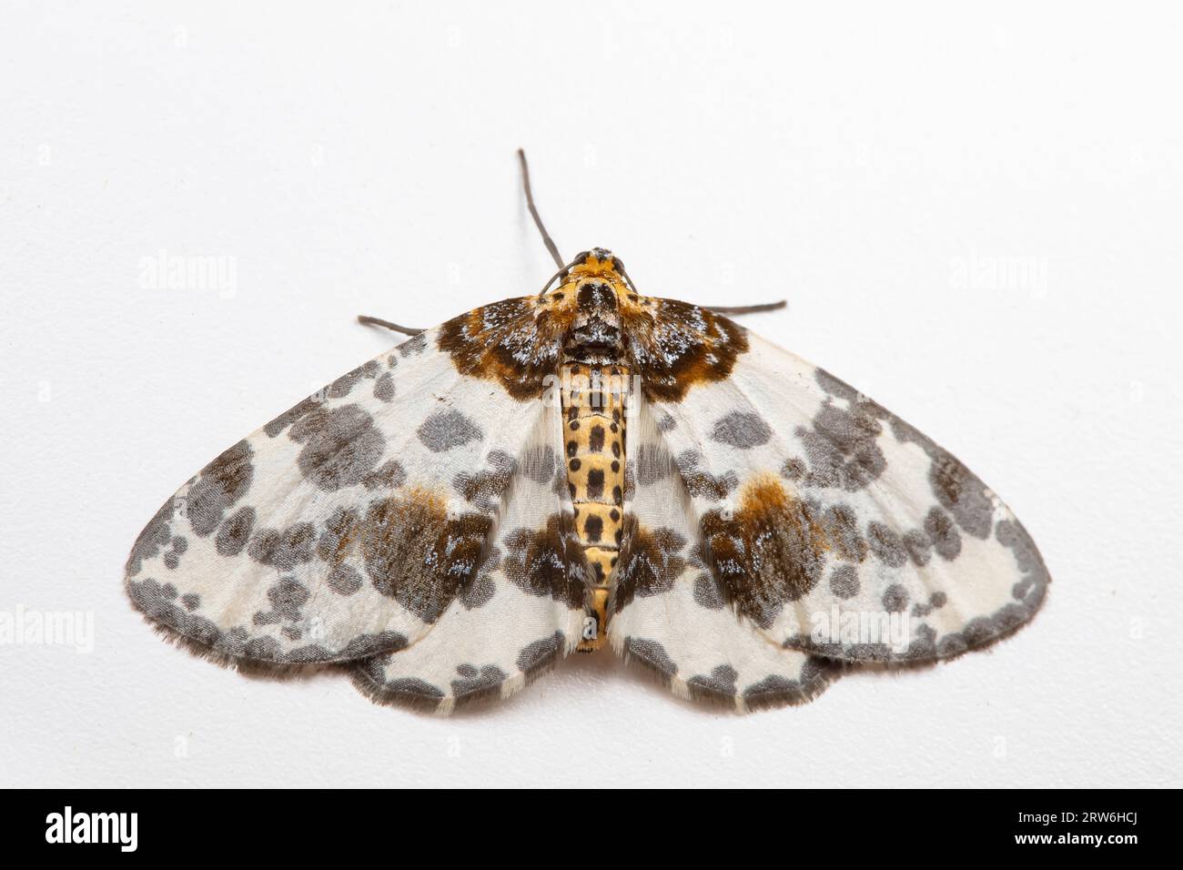 Lepidoptera insects in the wild, North China Stock Photo - Alamy