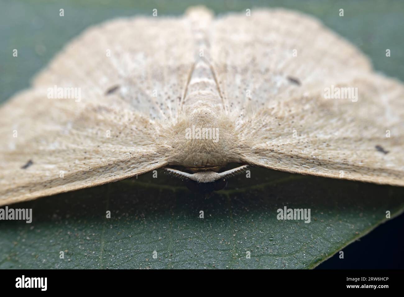 Lepidoptera insects in the wild, North China Stock Photo - Alamy