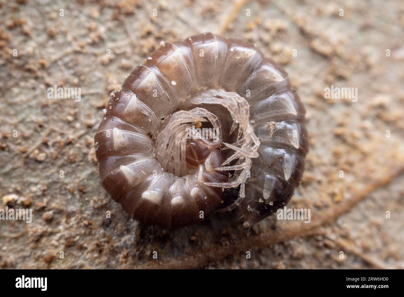 class diplopoda animal in the wild, North China Stock Photo - Alamy
