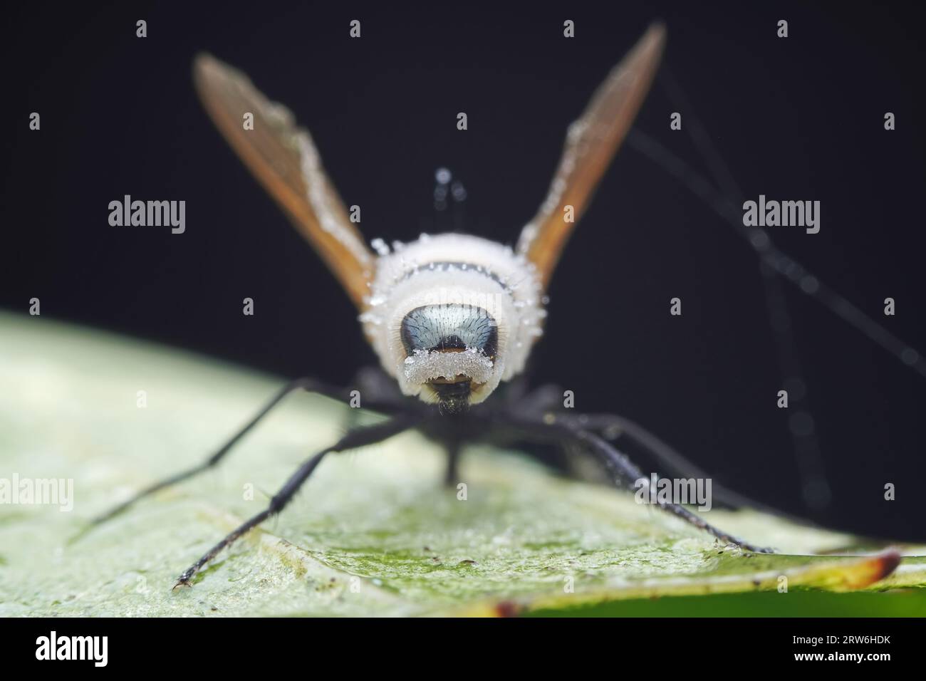 Flies on wild plants, North China Stock Photo - Alamy