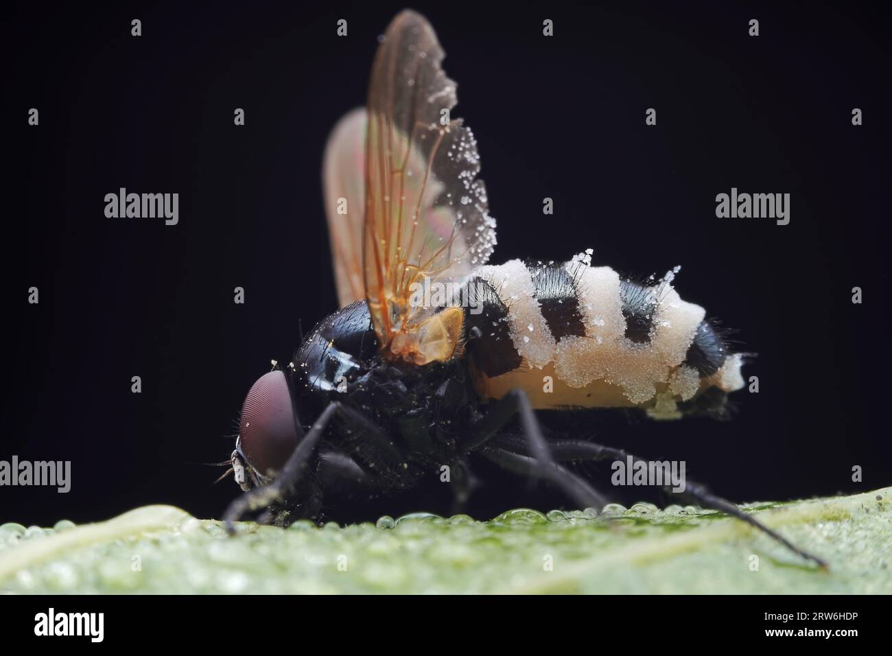 Flies on wild plants, North China Stock Photo - Alamy