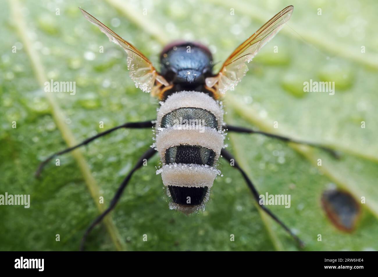 Flies on wild plants, North China Stock Photo - Alamy